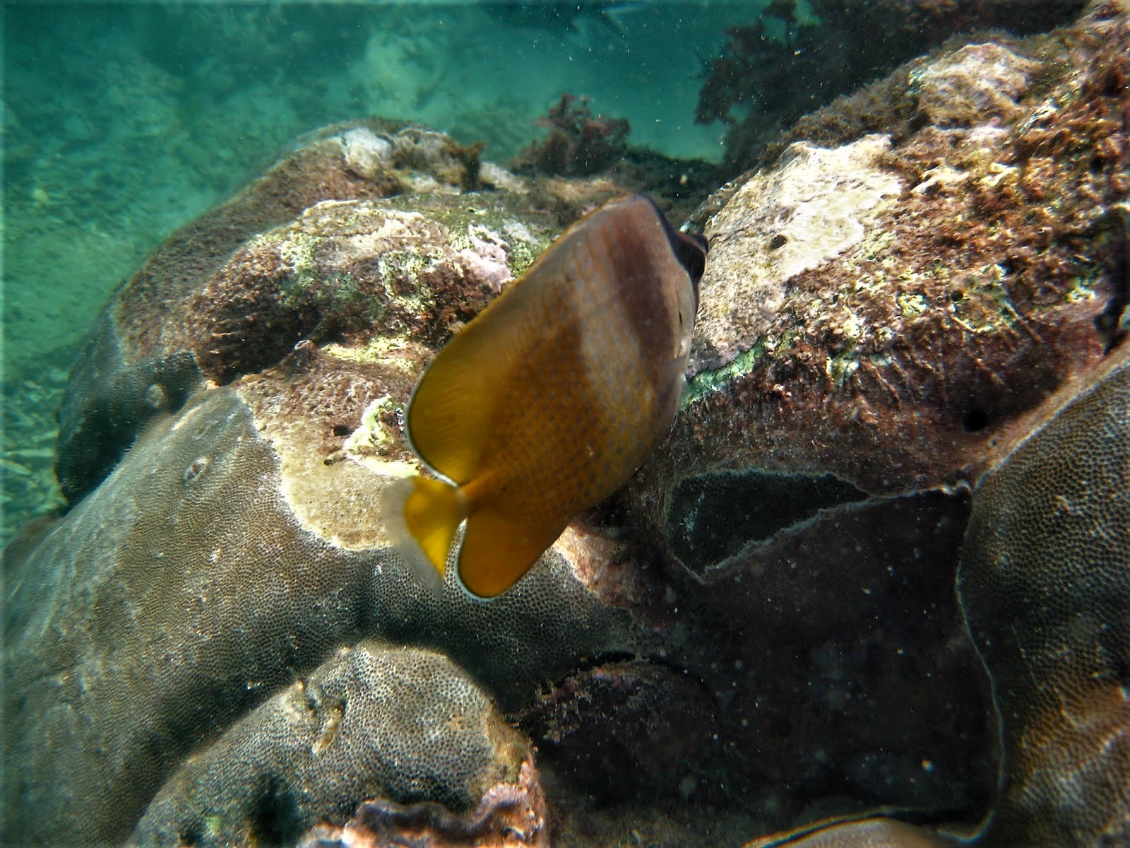 10 Simple Scuba Diving Tips for Beginners – LIFE OF SHAL