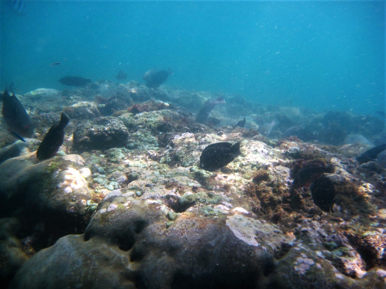 10 Simple Scuba Diving Tips for Beginners – LIFE OF SHAL