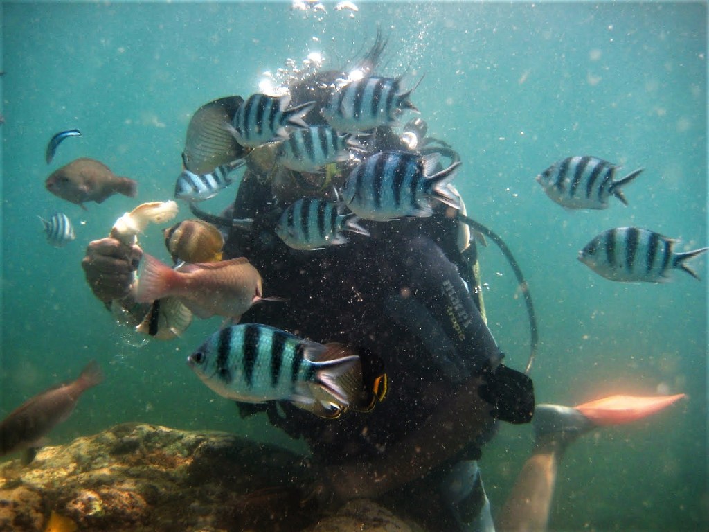 10 Simple Scuba Diving Tips for Beginners – LIFE OF SHAL